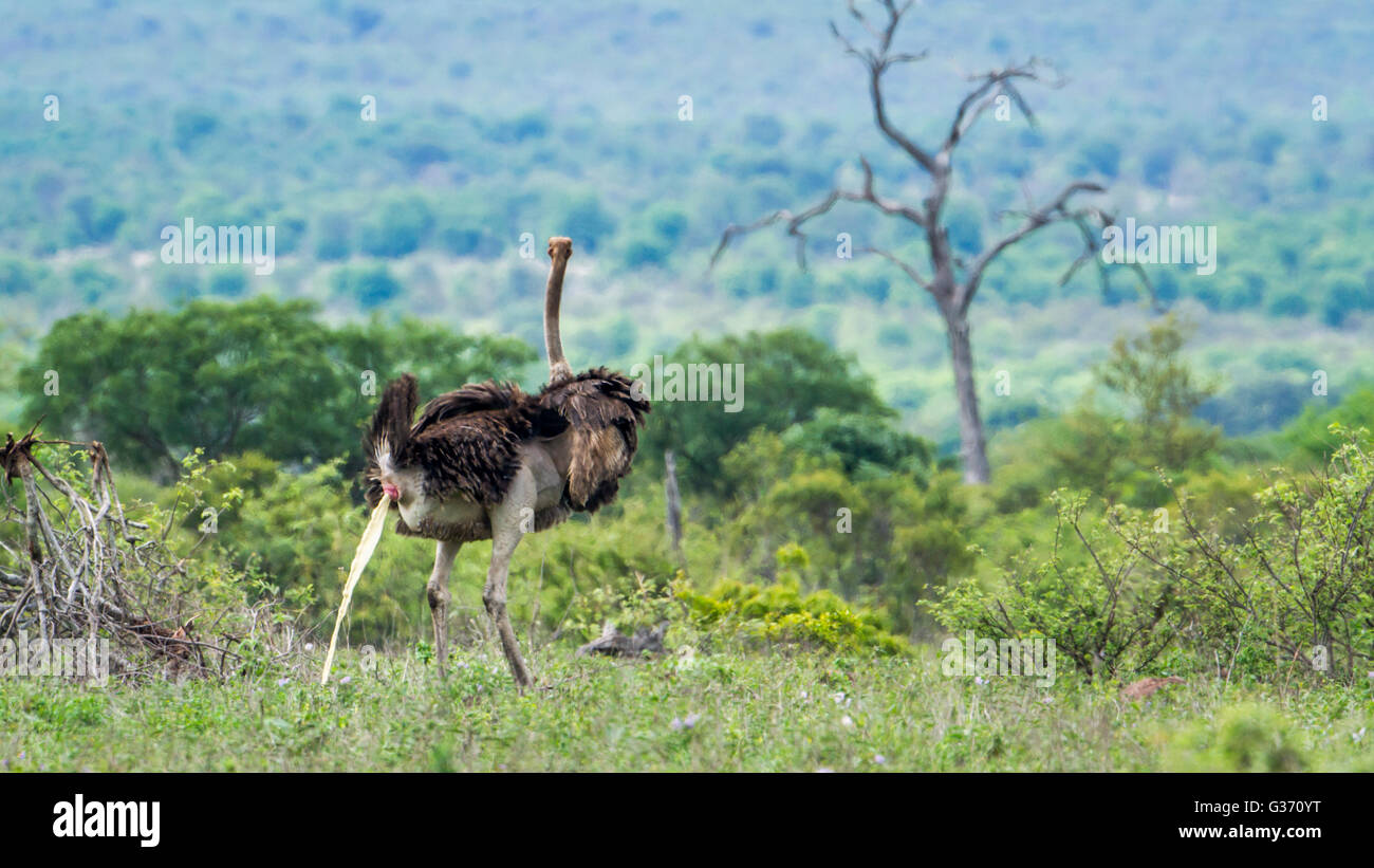 Afrikanischer Strauß im Krüger-Nationalpark, Südafrika; Specie Struthio Camelus Familie von ...