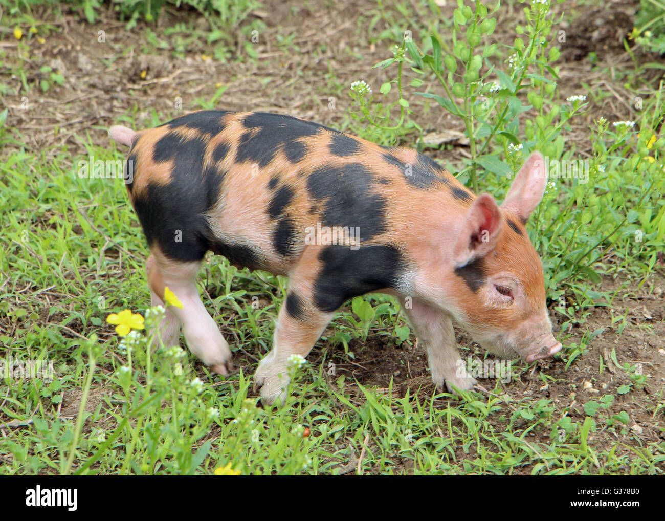 Das gefleckte schwein -Fotos und -Bildmaterial in hoher Auflösung ...