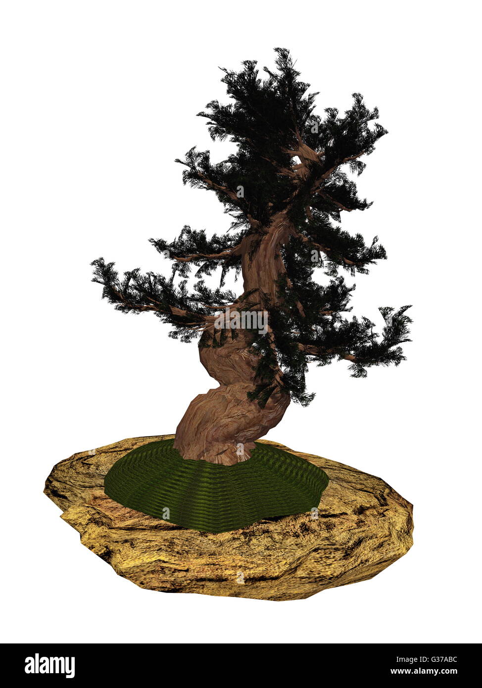 Westlicher Wacholder, Juniperus Occidentalis, Baum Bonsai isoliert in ...