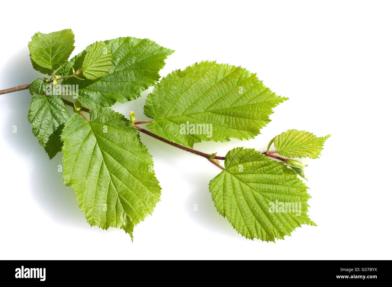 Carpinus betulus hainbuche weissbuche -Fotos und -Bildmaterial in hoher ...