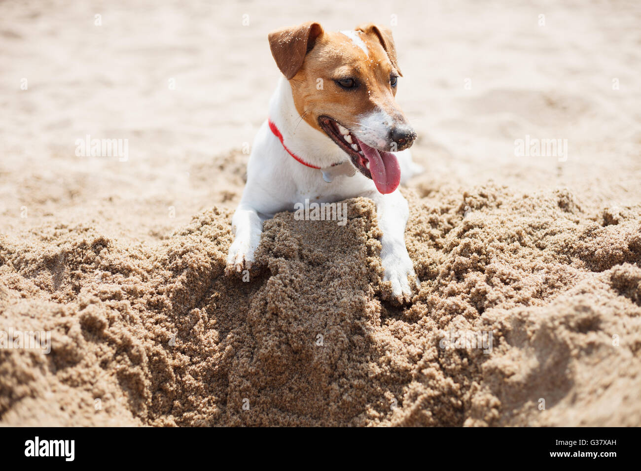 Jack russell terrier am strand -Fotos und -Bildmaterial in hoher ...