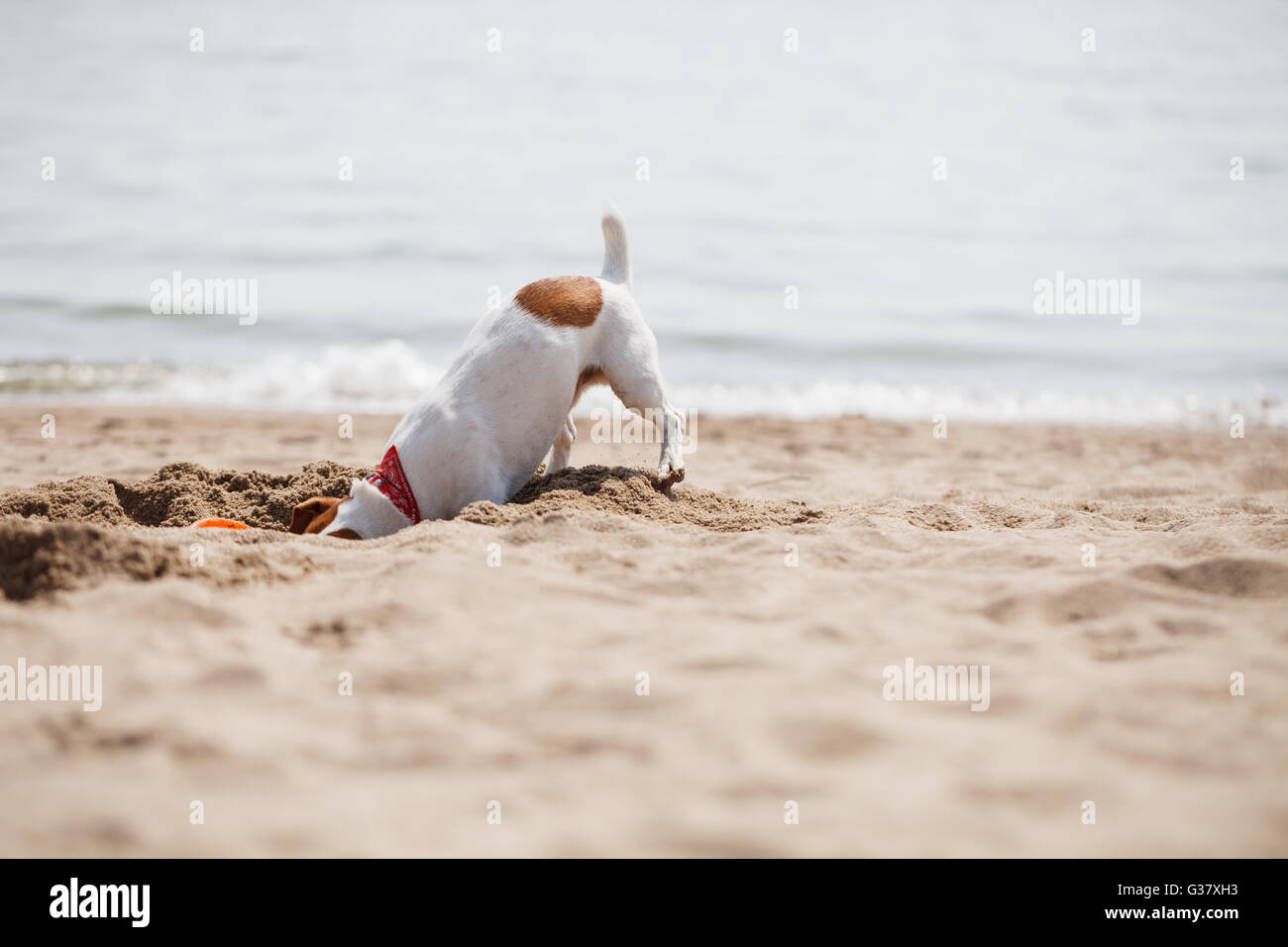 Hund spielt mit frisbee am strand -Fotos und -Bildmaterial in hoher ...