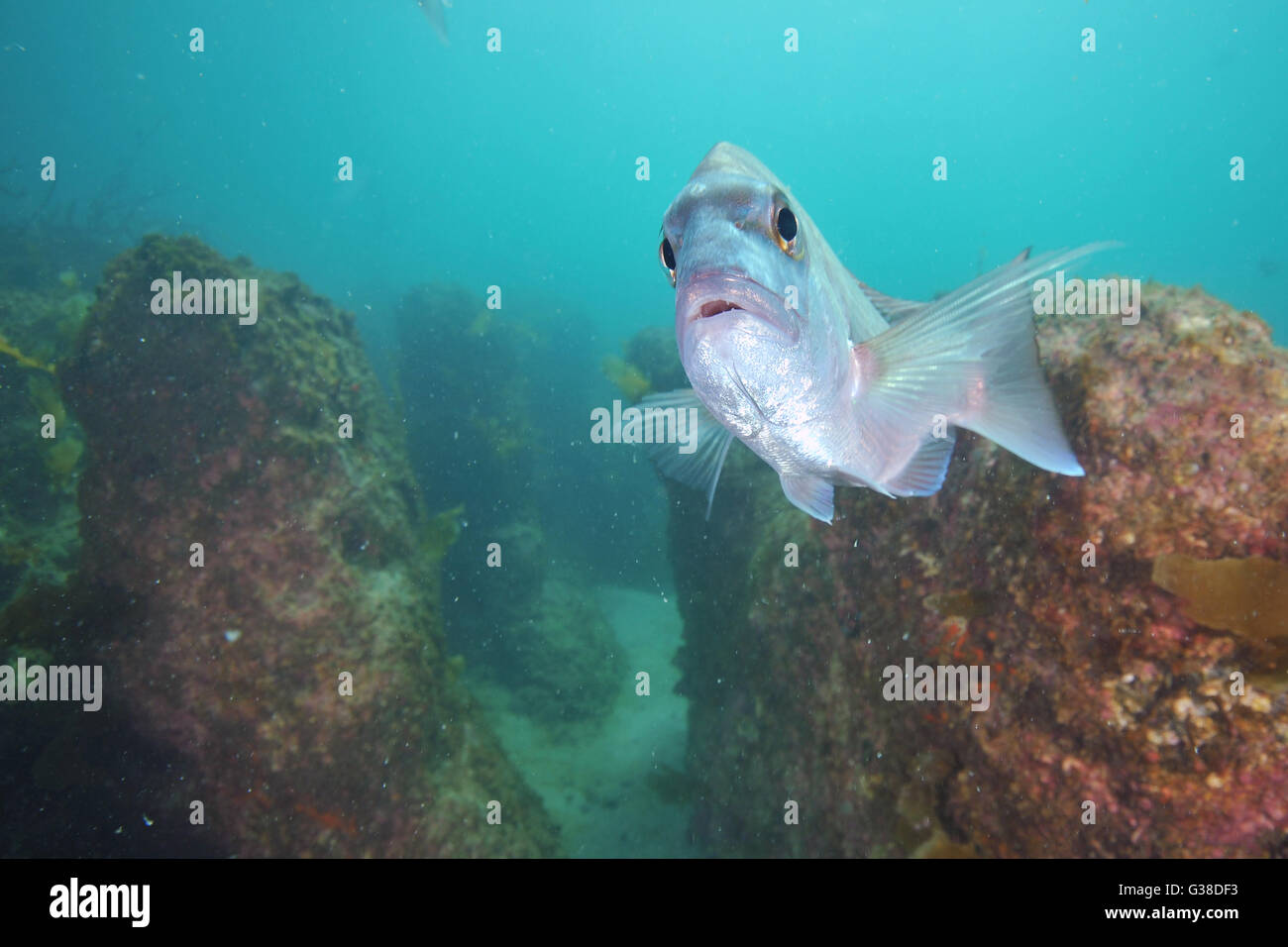 Fisch schnapper -Fotos und -Bildmaterial in hoher Auflösung – Alamy