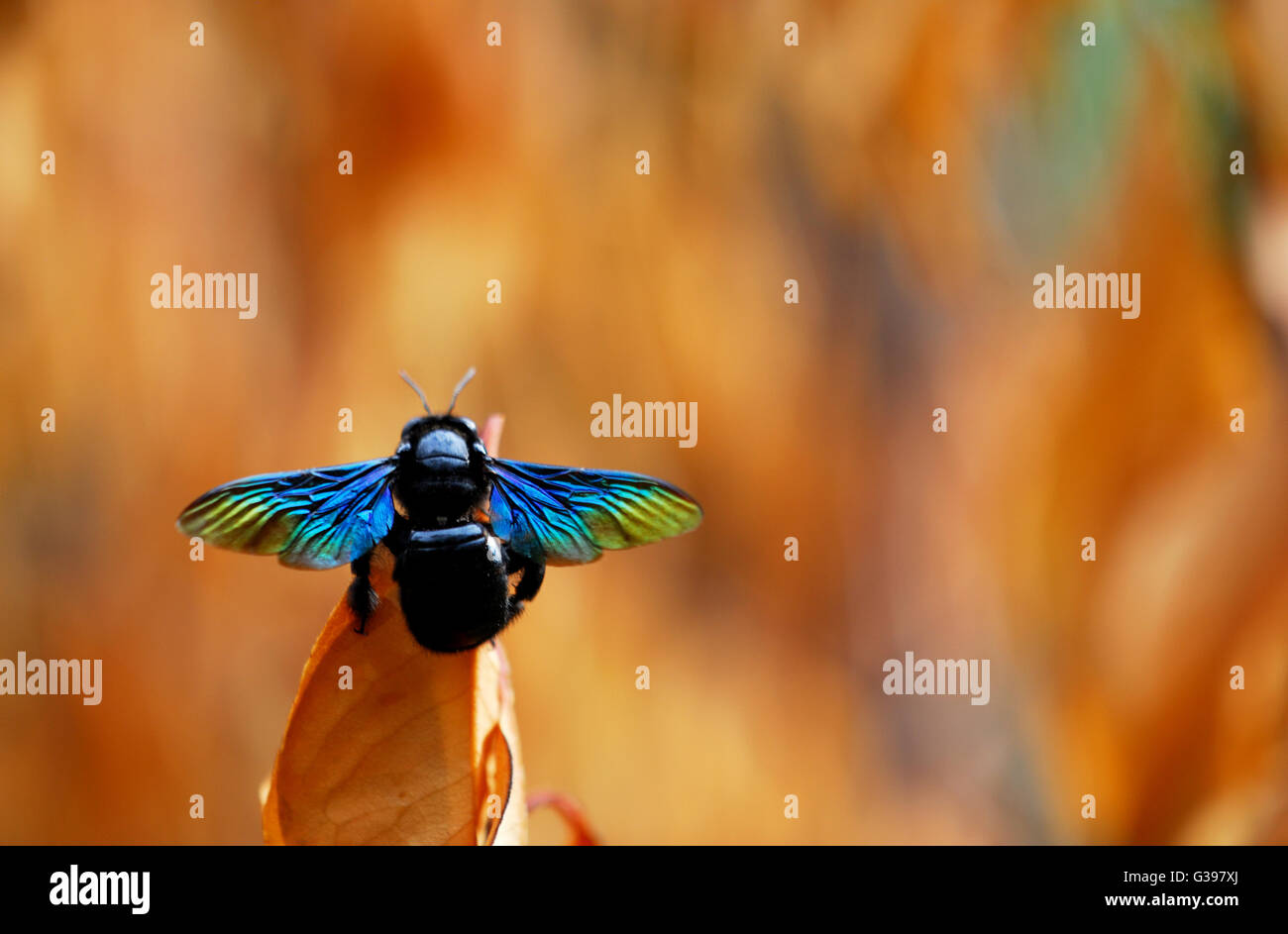 Bunte welt -Fotos und -Bildmaterial in hoher Auflösung – Alamy