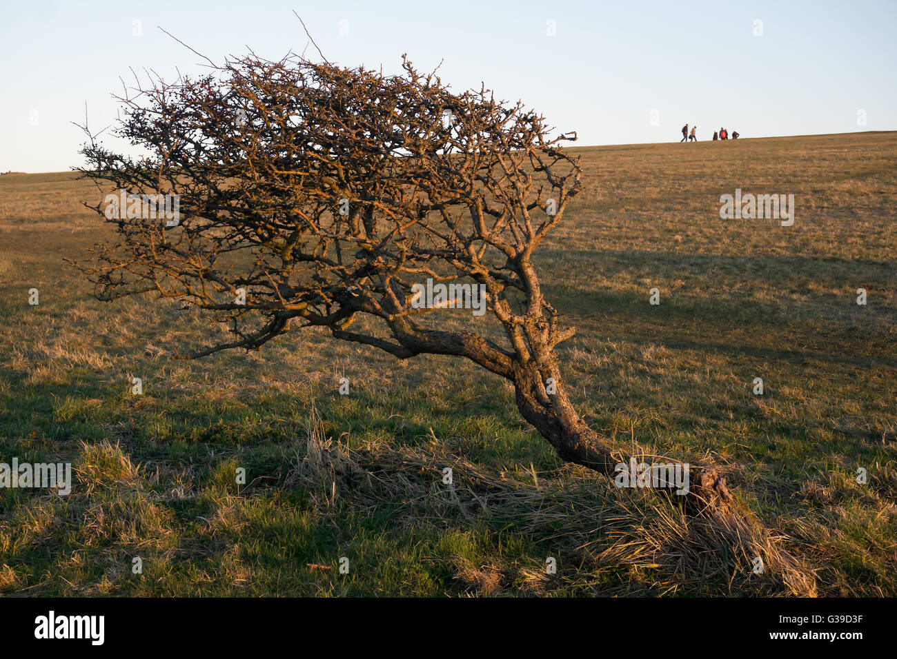 Baum gebogen von vorherrschenden winden -Fotos und -Bildmaterial in ...