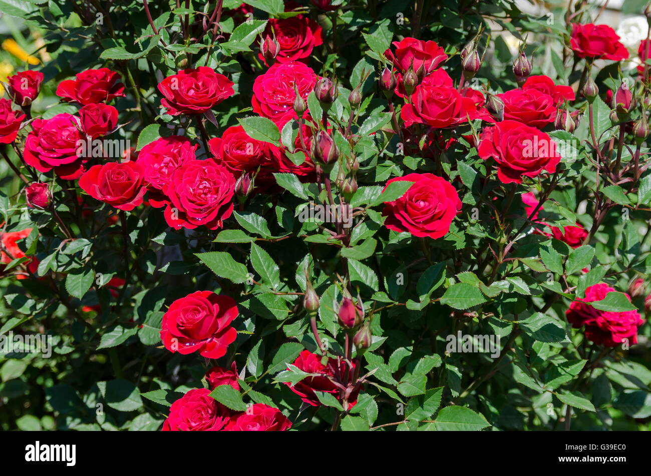 Roter rosenbusch -Fotos und -Bildmaterial in hoher Auflösung – Alamy