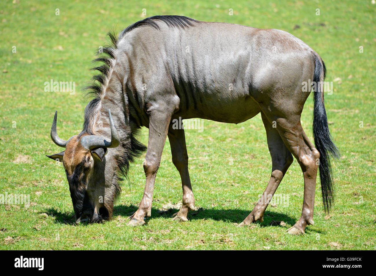 Graue gnus -Fotos und -Bildmaterial in hoher Auflösung – Alamy