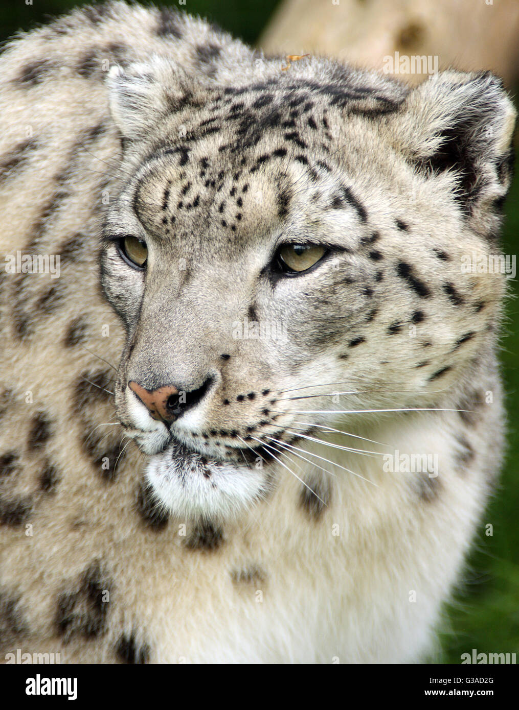 Snow Leopard Porträt schließen - bis. Panthera Uncia handsome bedrohten ...