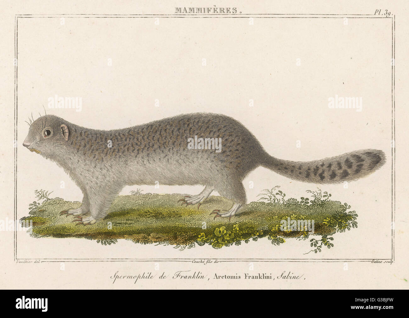 Franklins ziesel -Fotos und -Bildmaterial in hoher Auflösung – Alamy