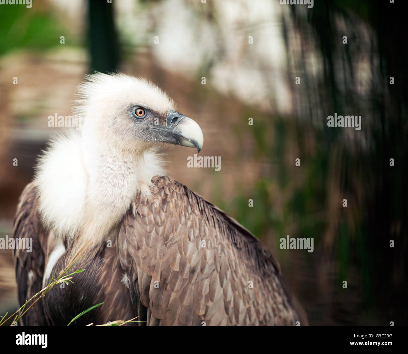 Greifvogel Der Beute Stockfotos und -bilder Kaufen - Alamy