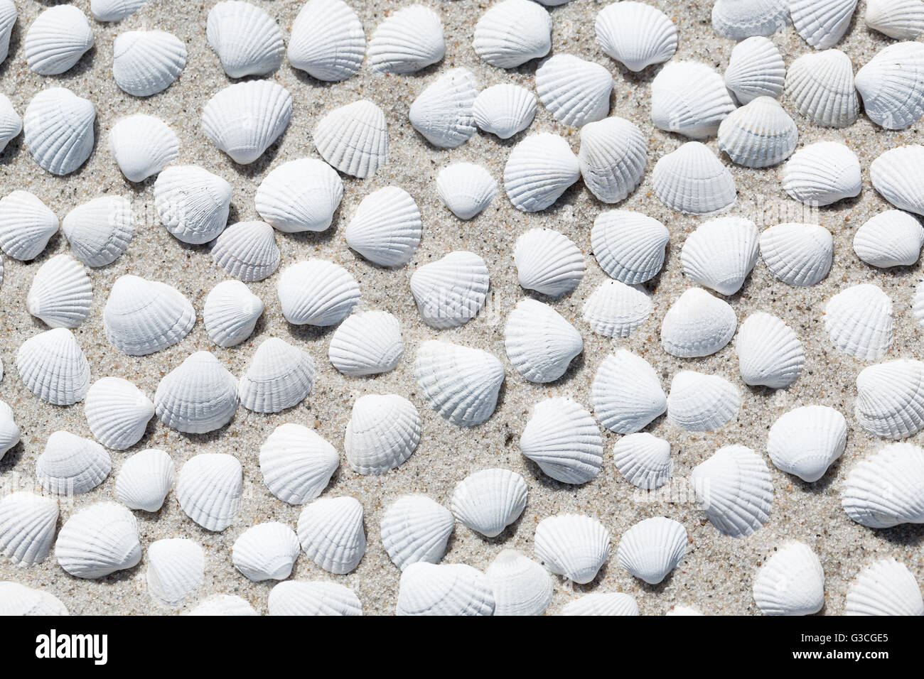 Natur muscheln -Fotos und -Bildmaterial in hoher Auflösung – Alamy