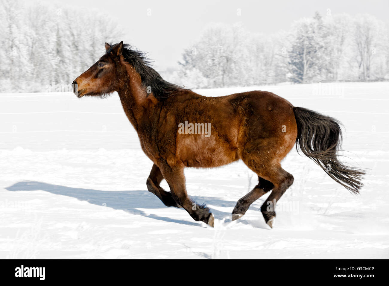 Galoppierendes pferd im feld -Fotos und -Bildmaterial in hoher Auflösung – Alamy