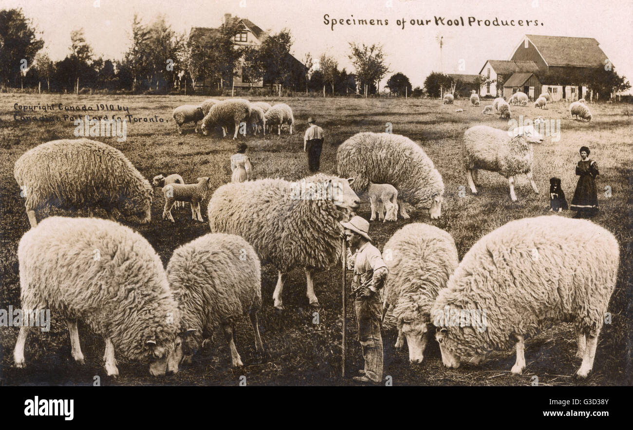 Comic sheep -Fotos und -Bildmaterial in hoher Auflösung – Alamy