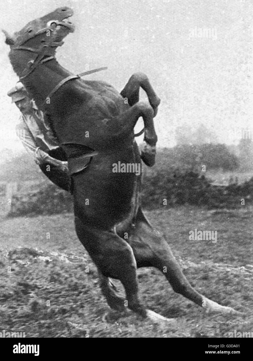 Der widerspenstigen zähmung -Fotos und -Bildmaterial in hoher Auflösung ...
