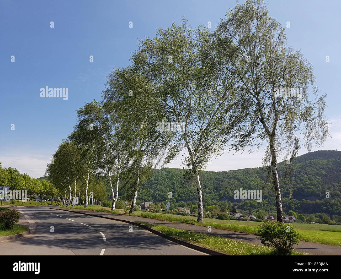Rinde laubbaum -Fotos und -Bildmaterial in hoher Auflösung – Alamy