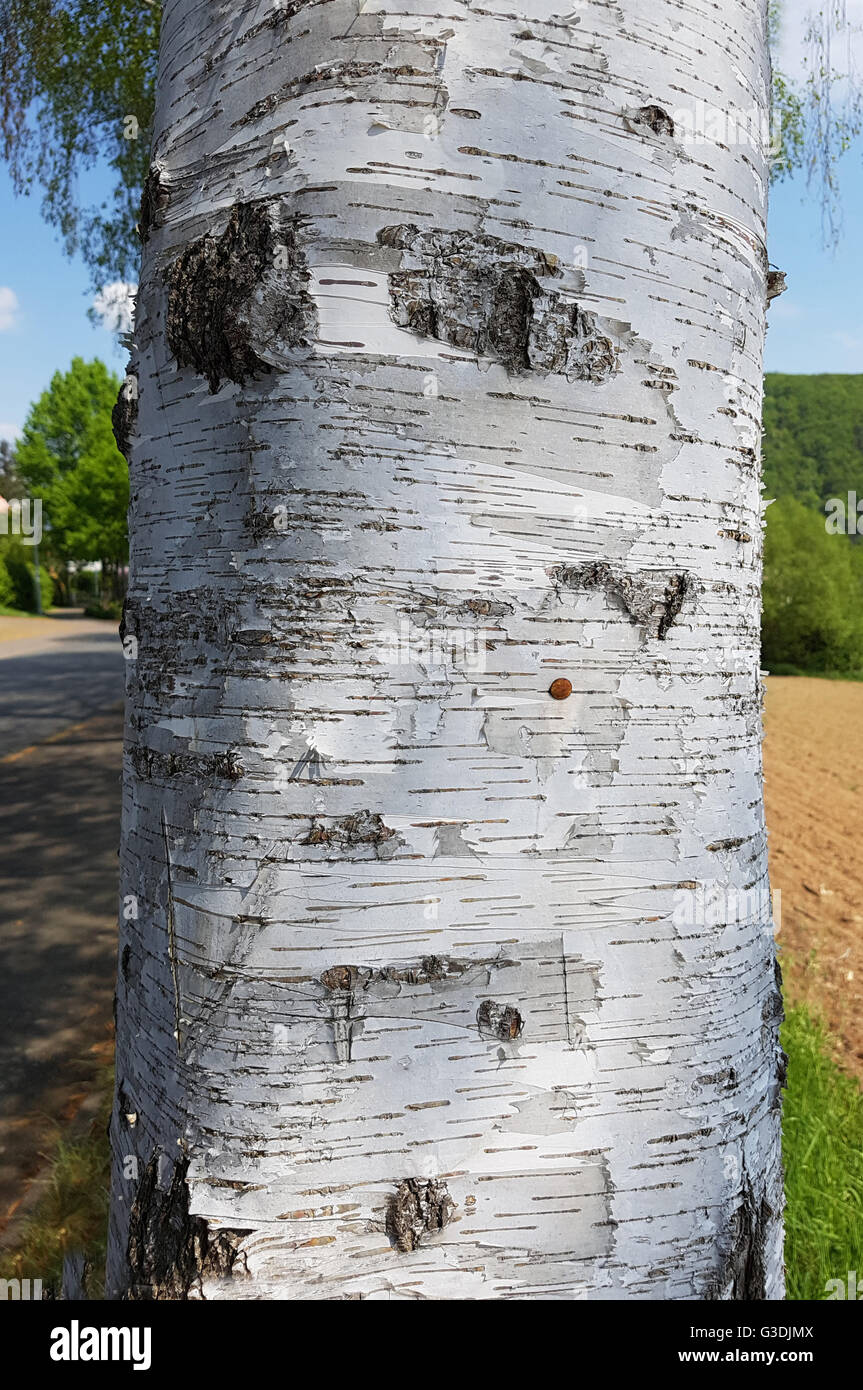 Birkenbaum; Birke; Stamm; Rinde; Betula Stockfoto, Bild: 105406250 - Alamy