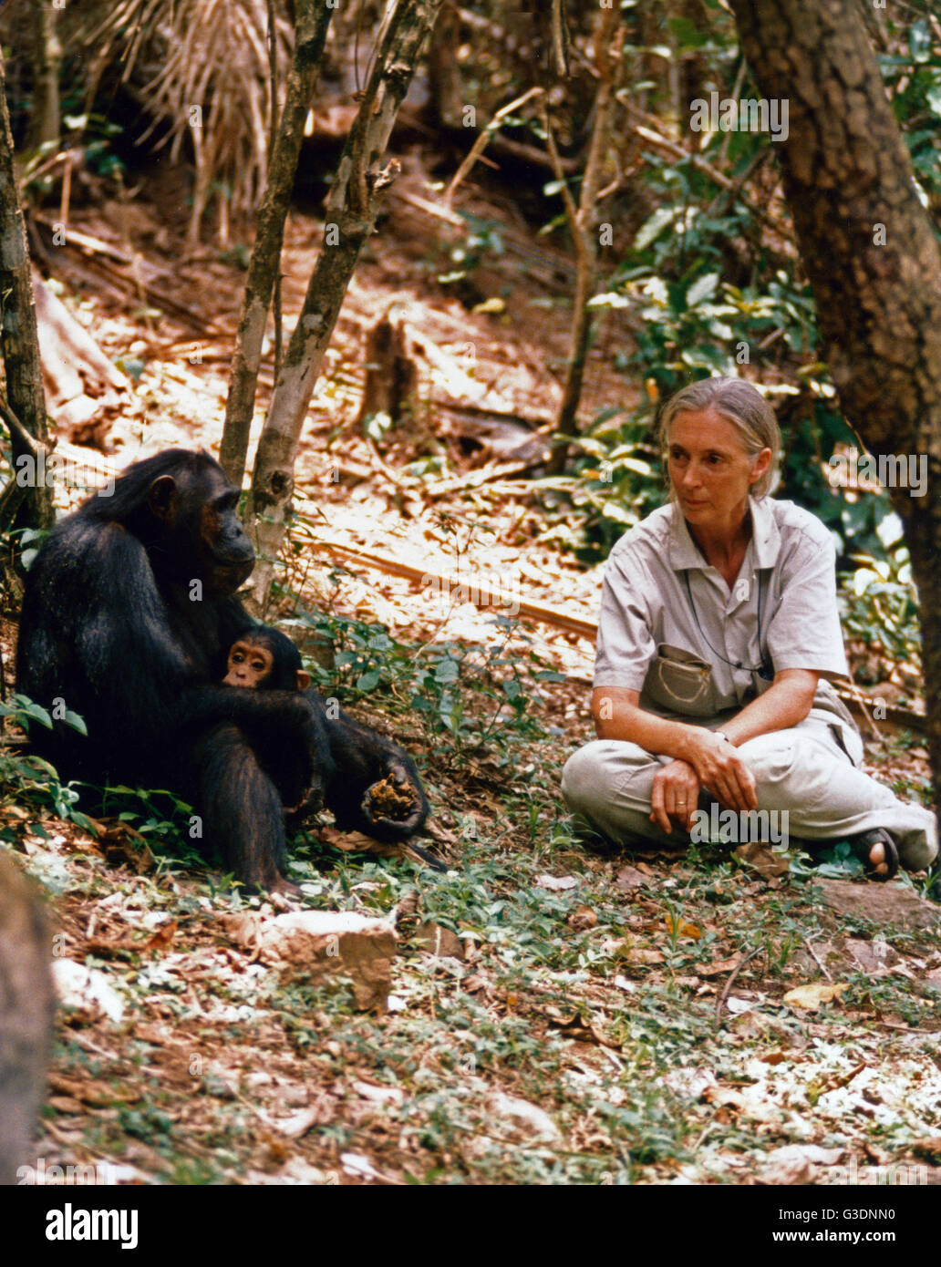 Jane goodall chimpanzee -Fotos und -Bildmaterial in hoher Auflösung – Alamy