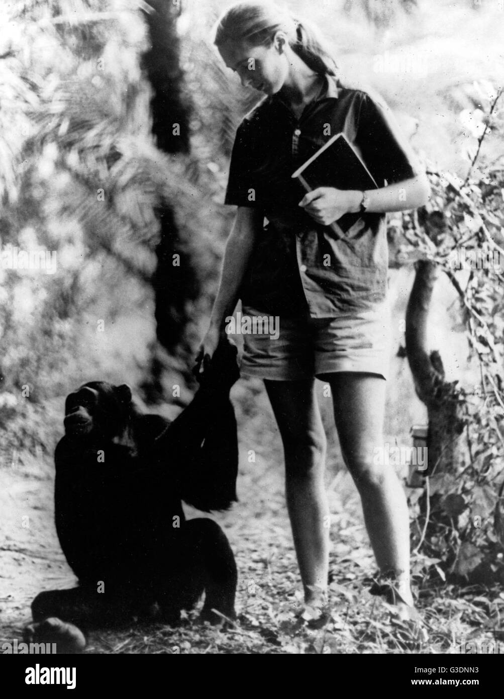 Sterben Sie britischen Verhaltensforscherin Jane Goodall Bei Ihren ...