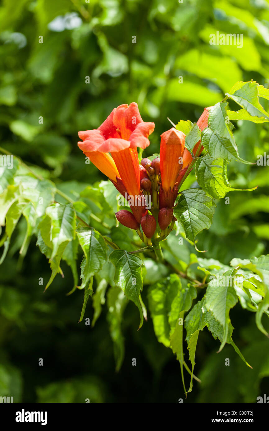 Tecoma garrocha -Fotos und -Bildmaterial in hoher Auflösung – Alamy