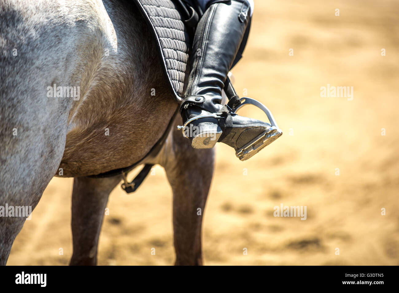 Pferdesport aktion -Fotos und -Bildmaterial in hoher Auflösung – Alamy