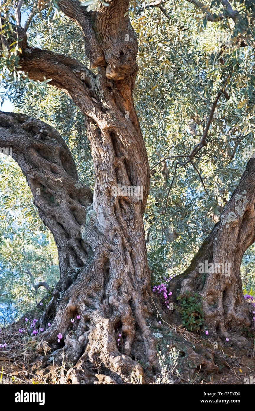 Alter Olivenbaum (Olea Europaea Stockfotografie - Alamy
