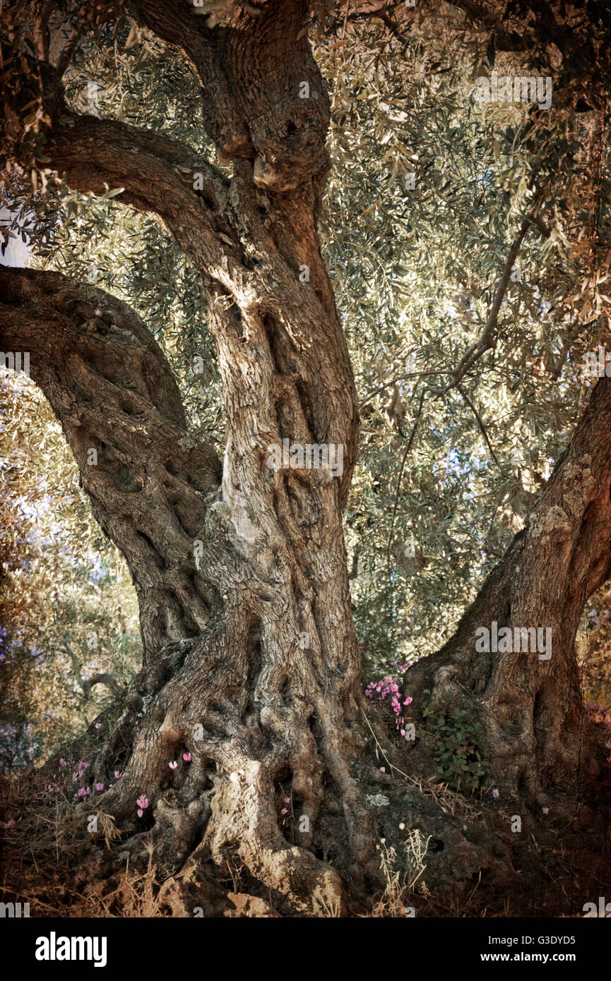 Alte olivenbaume -Fotos und -Bildmaterial in hoher Auflösung – Alamy