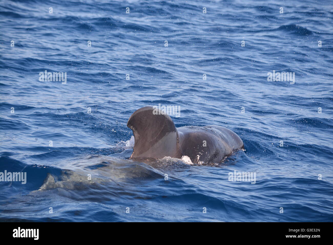 Wal offshore -Fotos und -Bildmaterial in hoher Auflösung – Alamy
