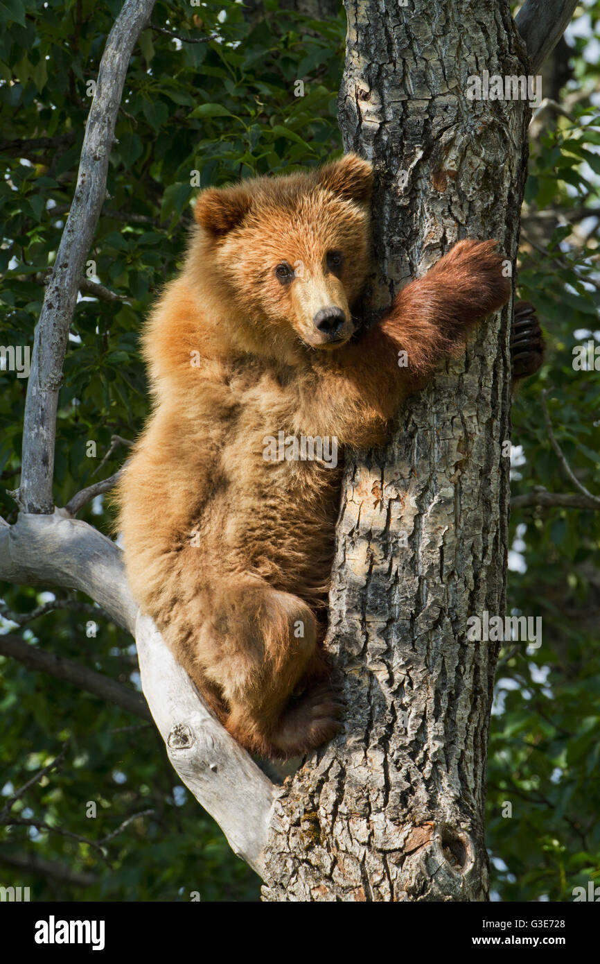 Populus balsamifera -Fotos und -Bildmaterial in hoher Auflösung – Alamy