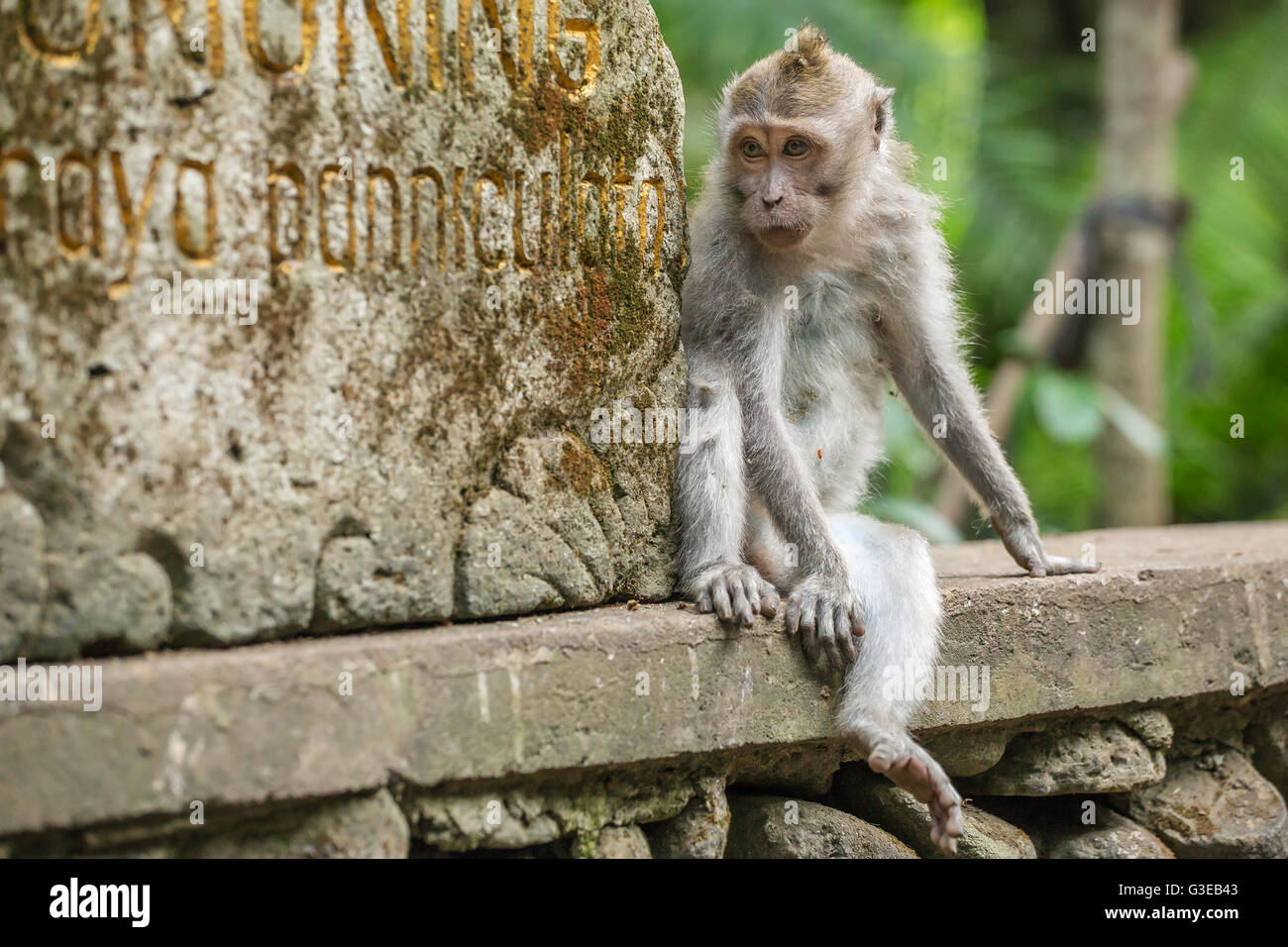 Rhesus-Makaken-Affen sitzen in den Monkey Forest in Ubud, Bali ...