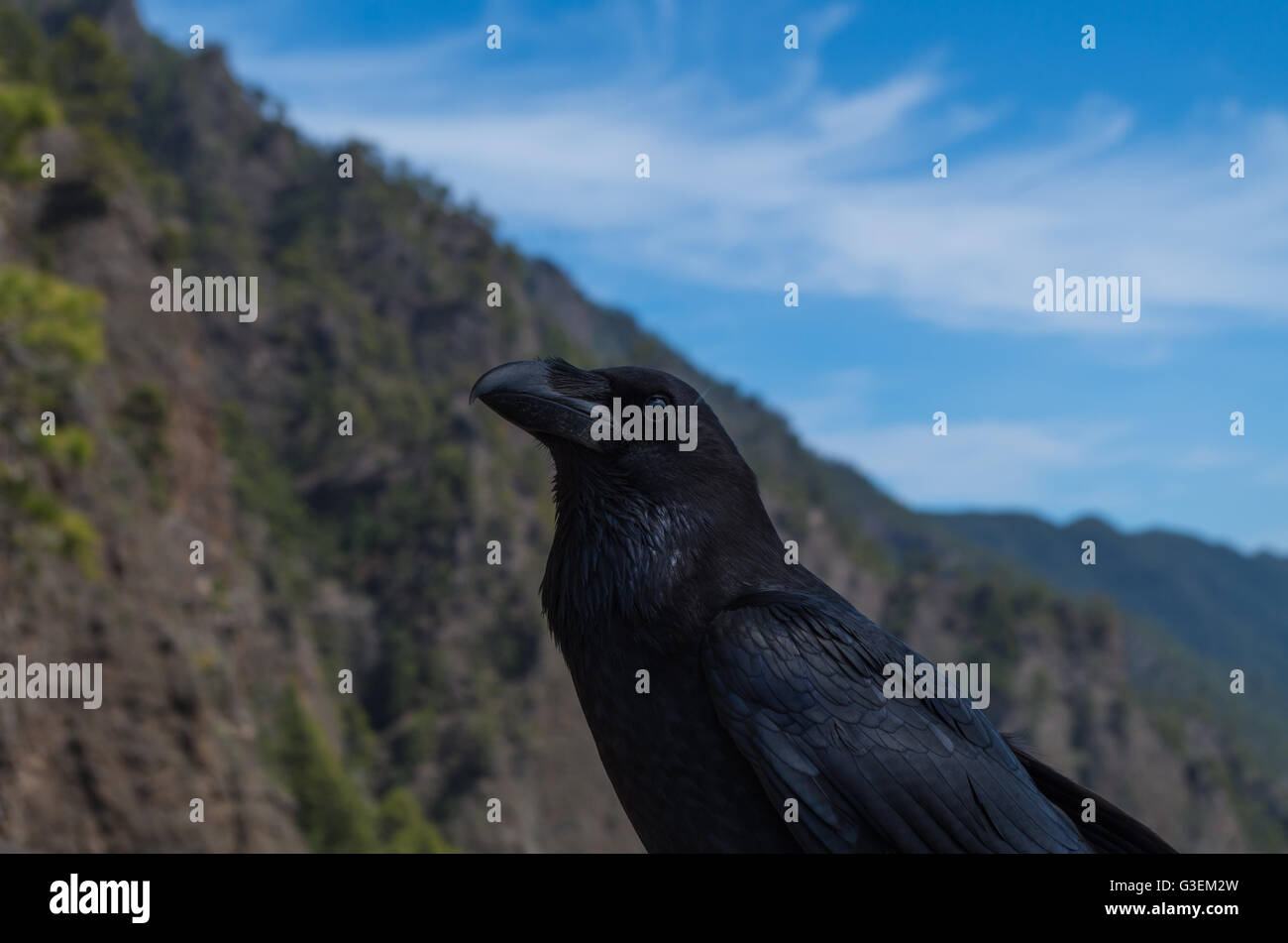 Bild des raben sitzend -Fotos und -Bildmaterial in hoher Auflösung – Alamy