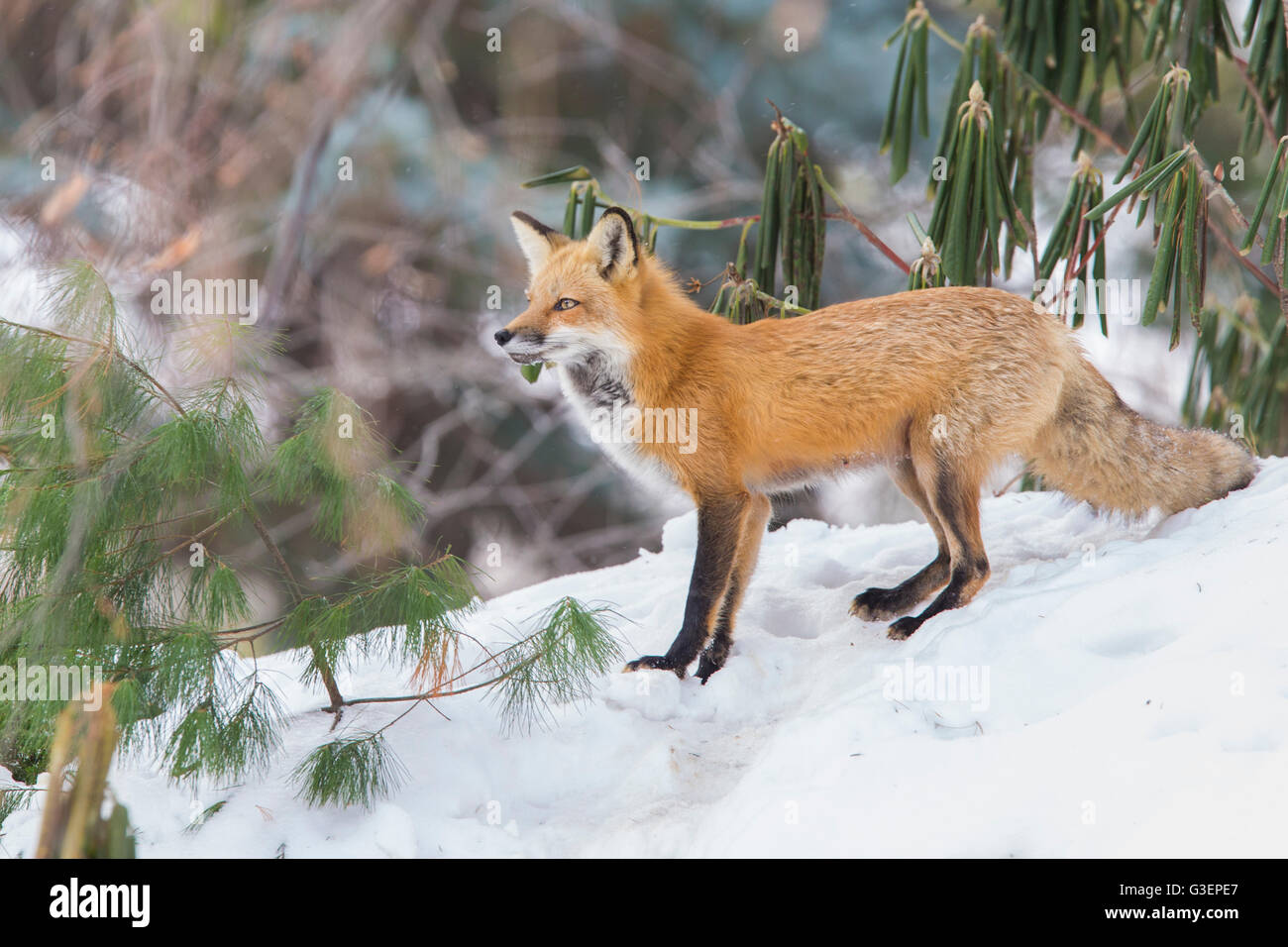 Fox Sleeping Snow Stockfotos und -bilder Kaufen - Alamy
