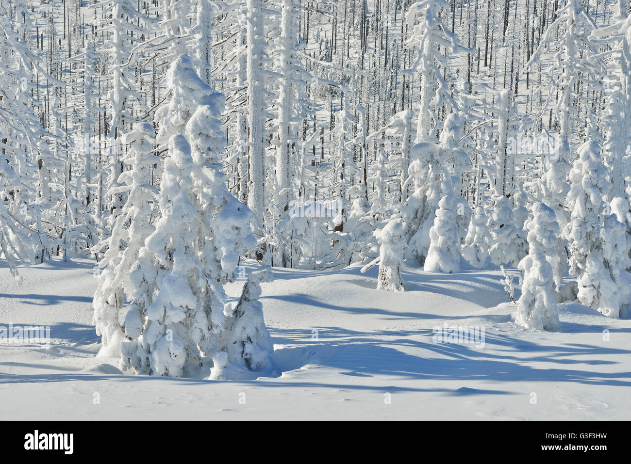 Nadelbaum wald -Fotos und -Bildmaterial in hoher Auflösung – Alamy