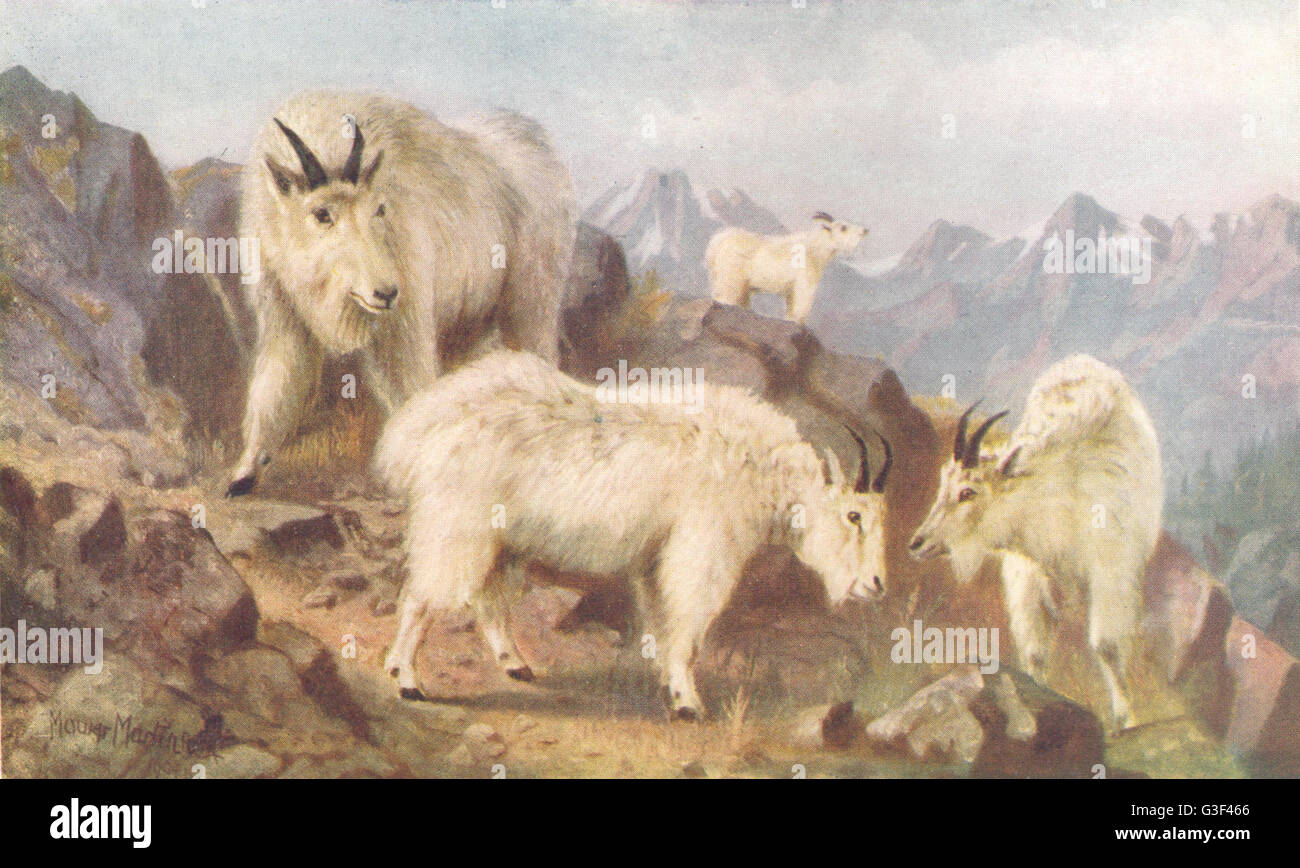 Die bergziegen -Fotos und -Bildmaterial in hoher Auflösung – Alamy