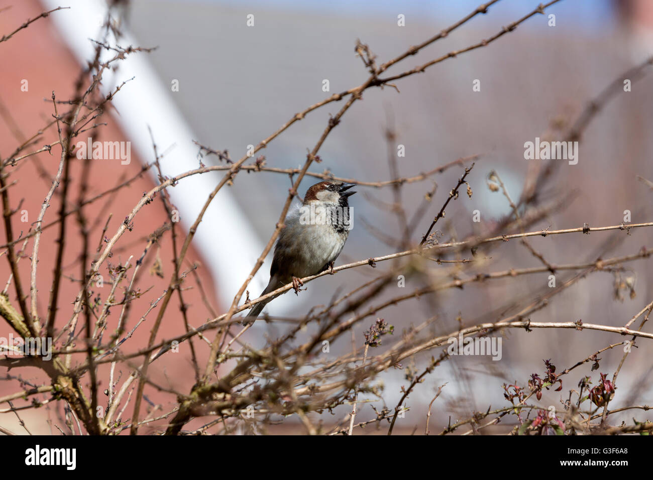 Haussperling Erwachsener Mann Stockfotos und -bilder Kaufen - Alamy