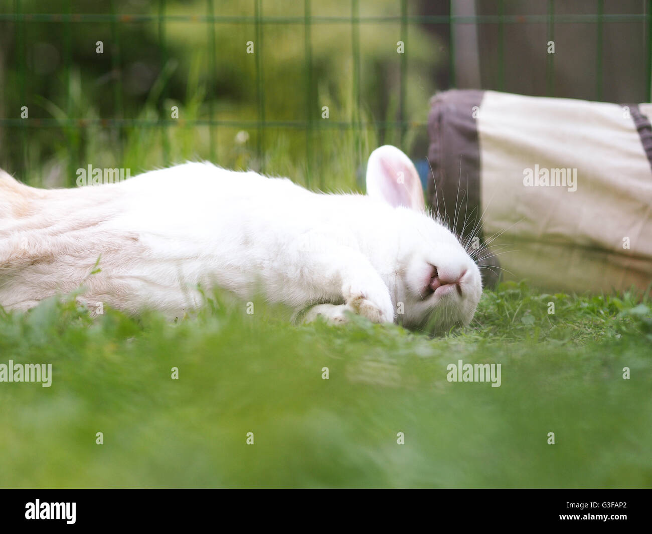 Riese Und Zwerg Clipart House