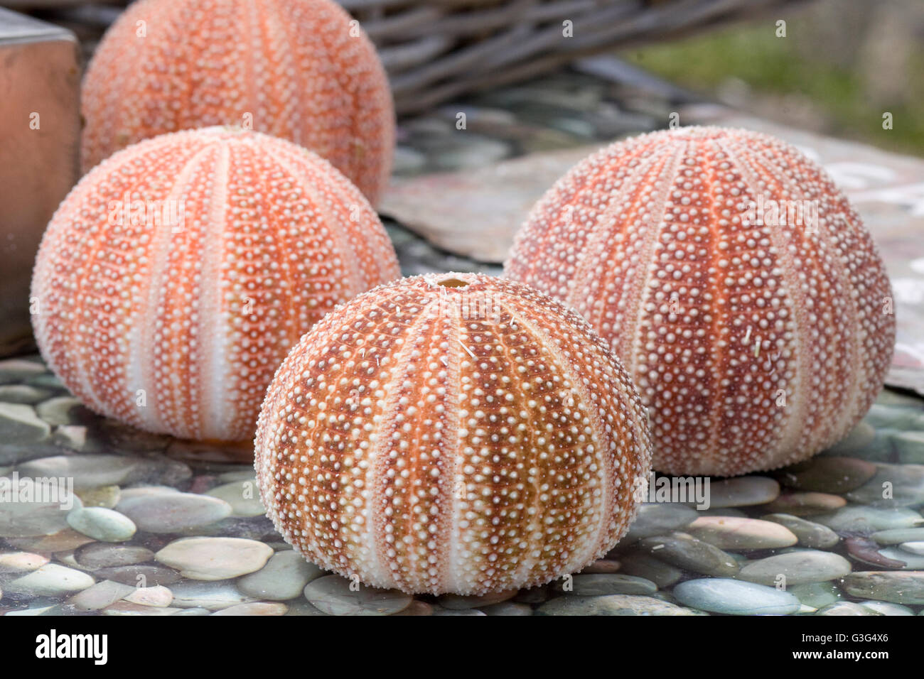 Gemeinsame seeigelschale -Fotos und -Bildmaterial in hoher Auflösung ...