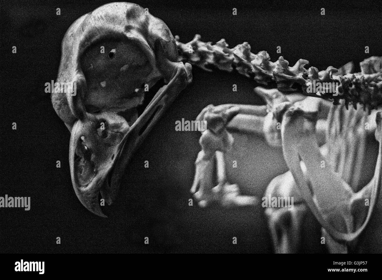 Bilder von vogelskeletten -Fotos und -Bildmaterial in hoher Auflösung ...