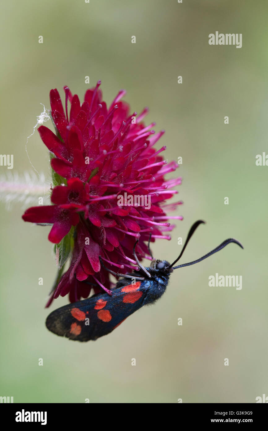Lila motte -Fotos und -Bildmaterial in hoher Auflösung – Alamy