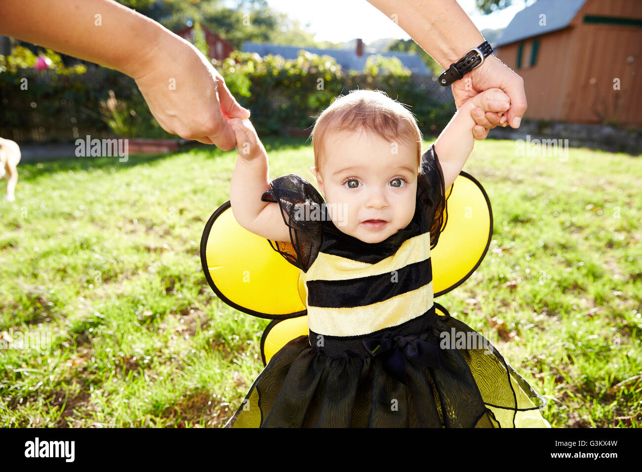 Baby Biene Stockfotos und -bilder Kaufen - Alamy
