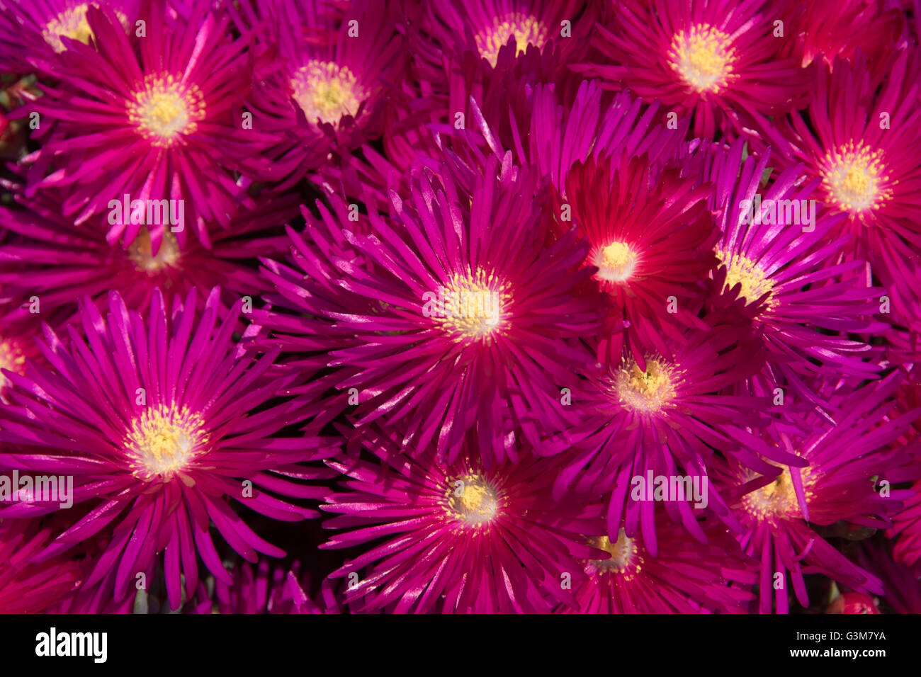 S spectabilis -Fotos und -Bildmaterial in hoher Auflösung – Alamy