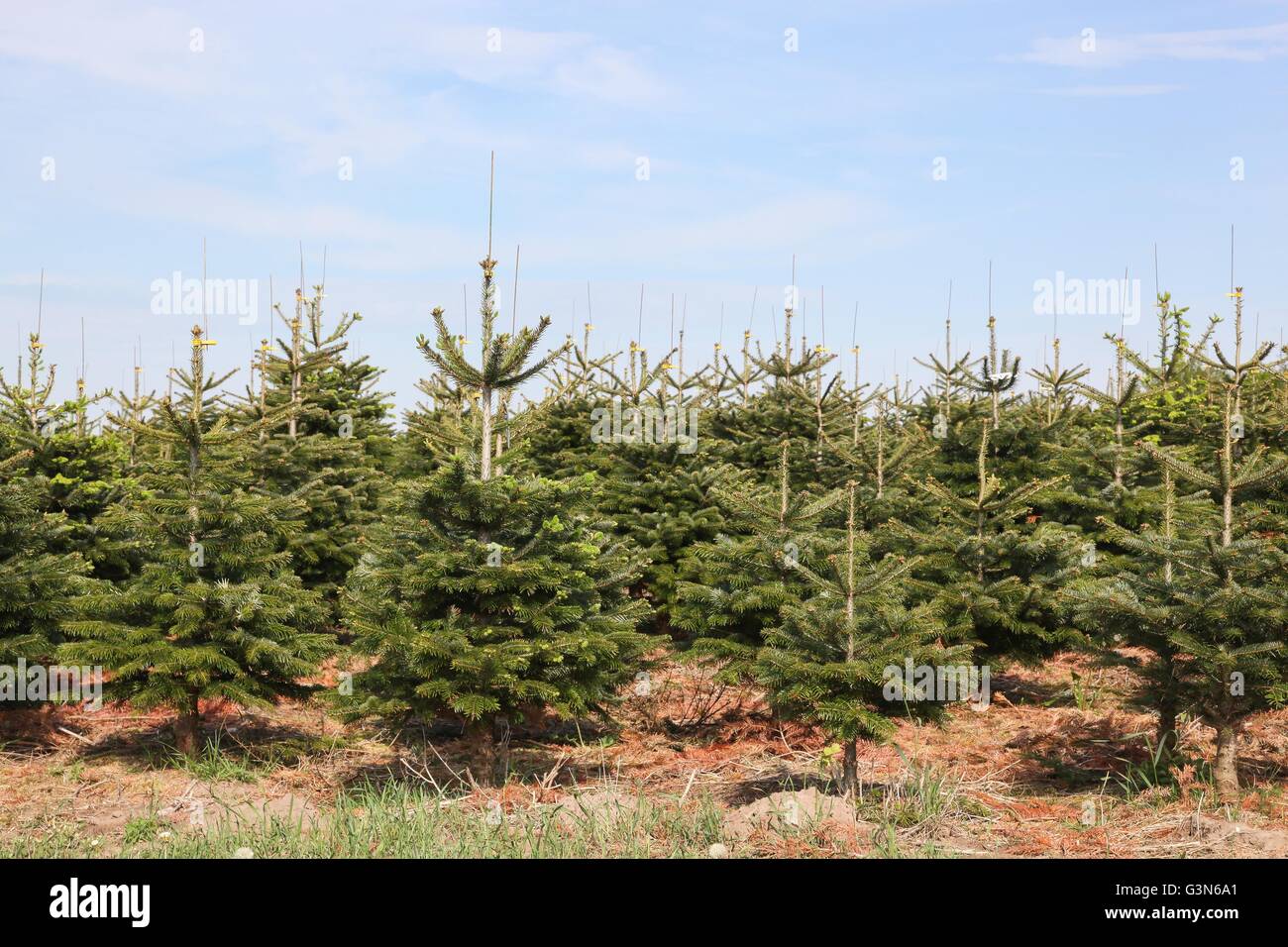 Wachsende tanne -Fotos und -Bildmaterial in hoher Auflösung – Alamy
