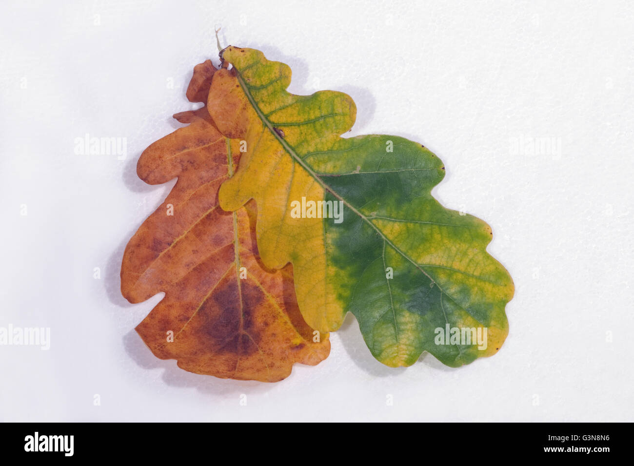 Oak tree quercus robur autumn -Fotos und -Bildmaterial in hoher ...