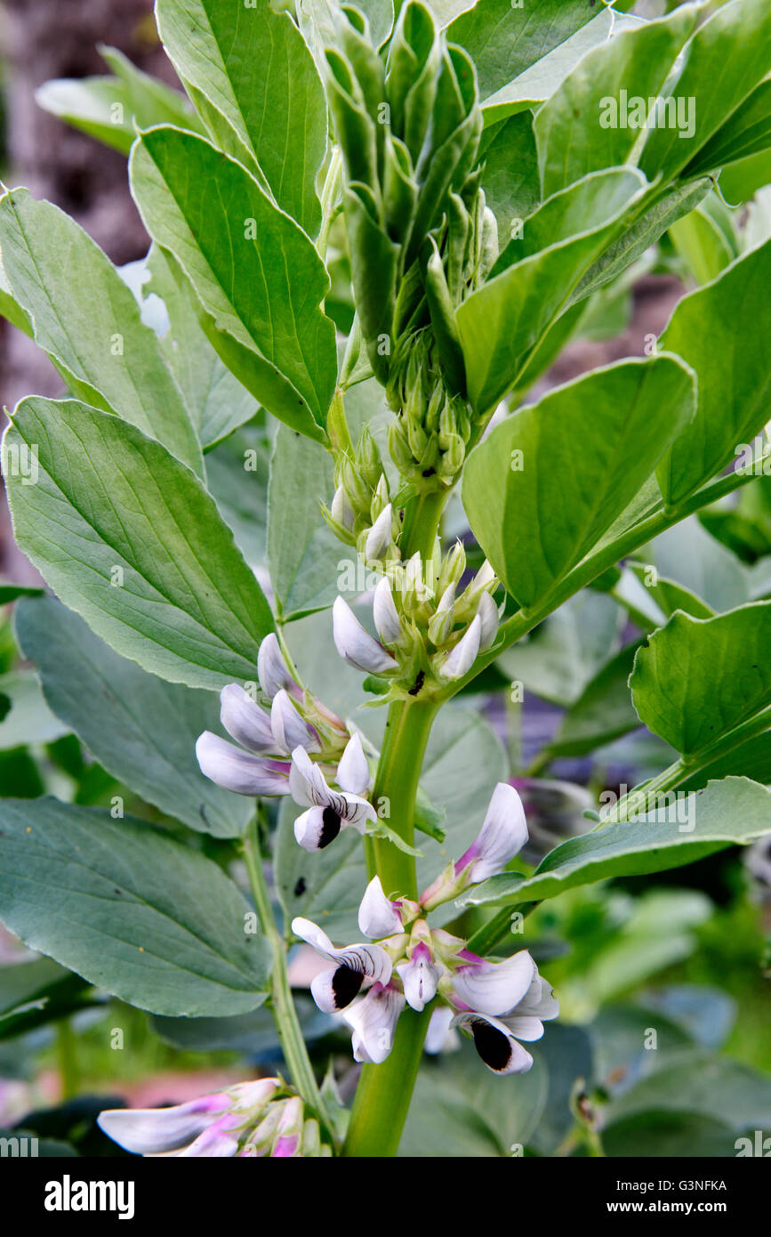 Feld Bohnen (Breite, Fava, Faba, Bell, Pferd, Windsor, Tic oder ...