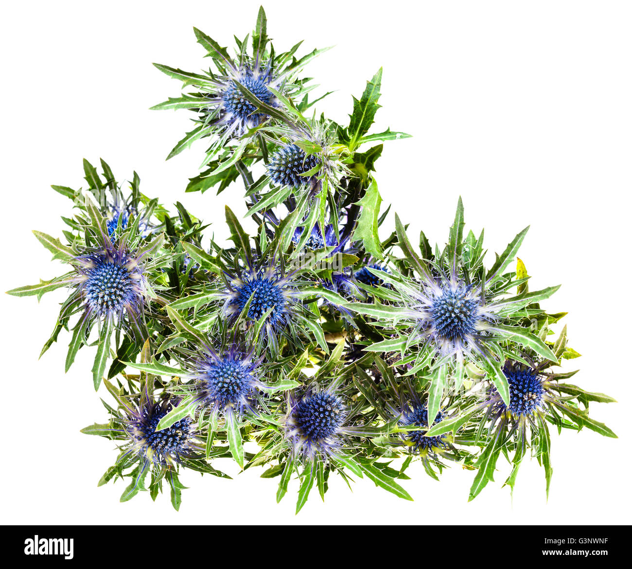 Draufsicht der frischen blauen Distel Blüten (Eryngium) isoliert auf ...