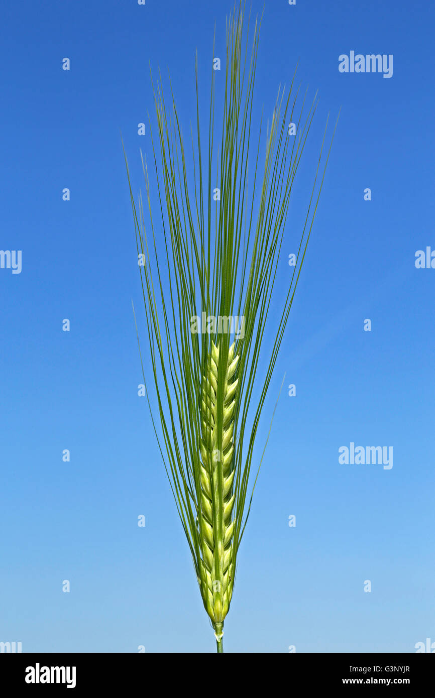 Gerste schneiden Stockfotos und -bilder Kaufen - Alamy