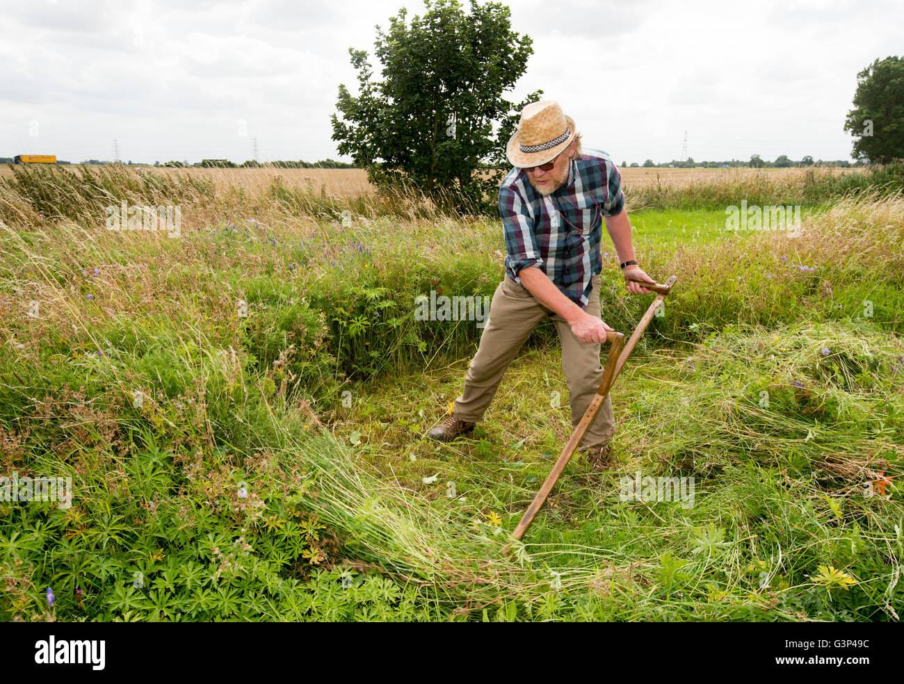 Sense langes gras -Fotos und -Bildmaterial in hoher Auflösung – Alamy