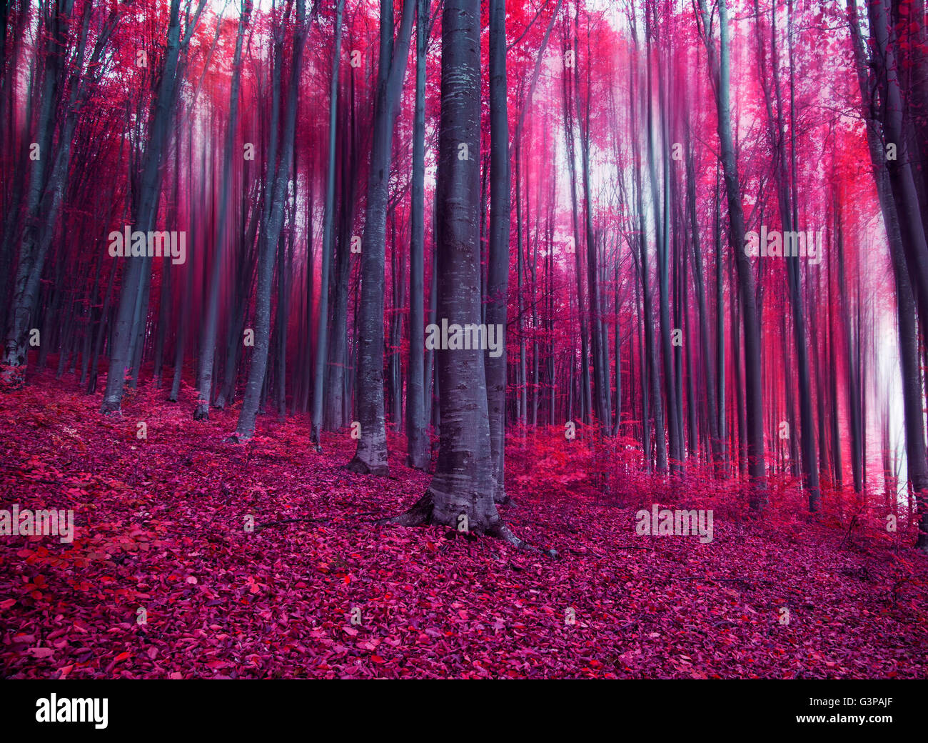 Pink forest -Fotos und -Bildmaterial in hoher Auflösung – Alamy