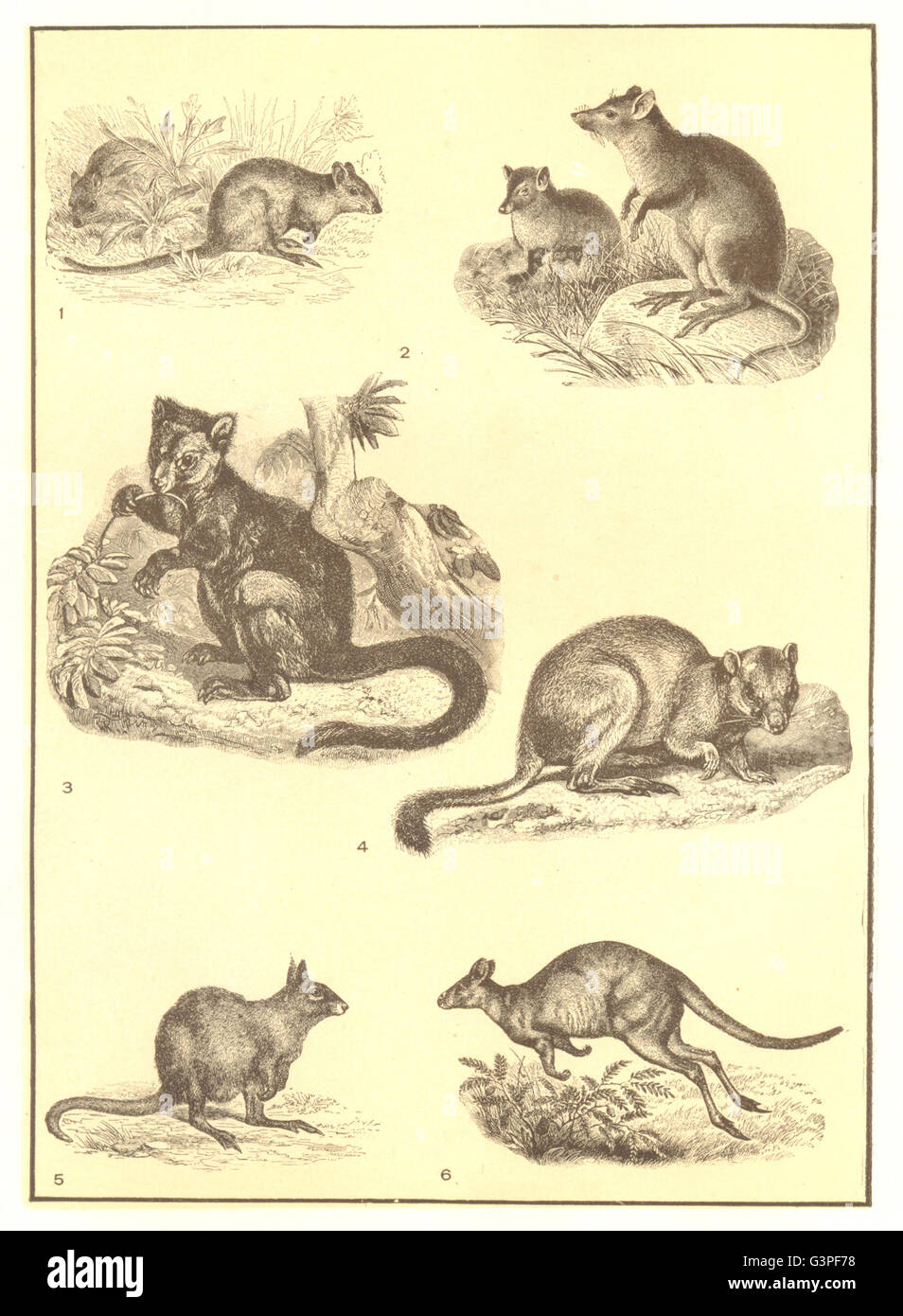 Wallaby ratte -Fotos und -Bildmaterial in hoher Auflösung – Alamy