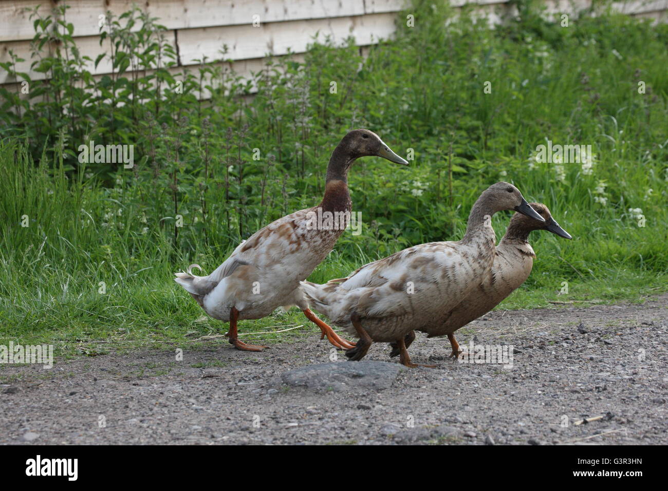 Braun ein erpel 2 enten -Fotos und -Bildmaterial in hoher Auflösung – Alamy