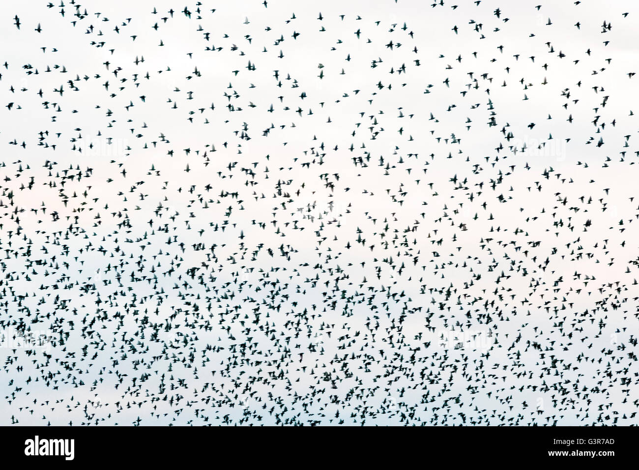 Gemein starung sturnus vulgaris flock -Fotos und -Bildmaterial in hoher ...